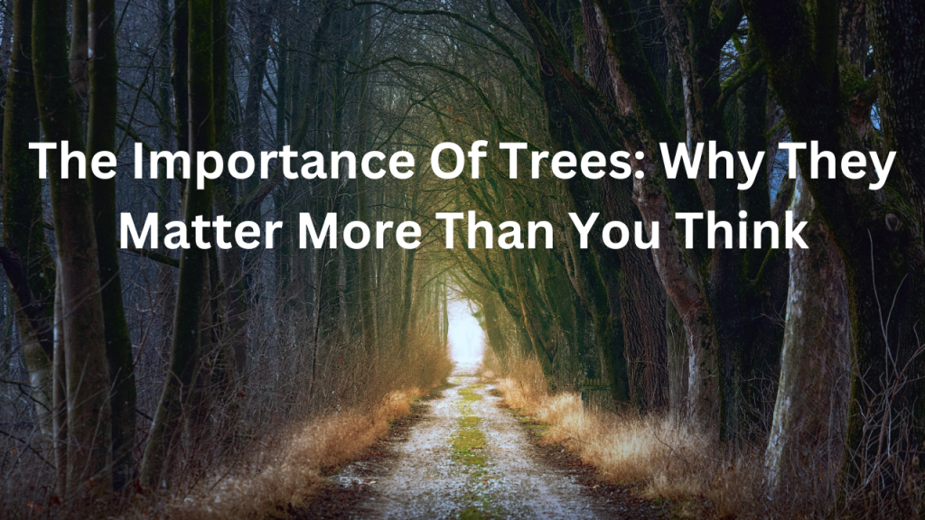 The Importance Of Trees: Why They Matter More Than You Think - Transfer ...