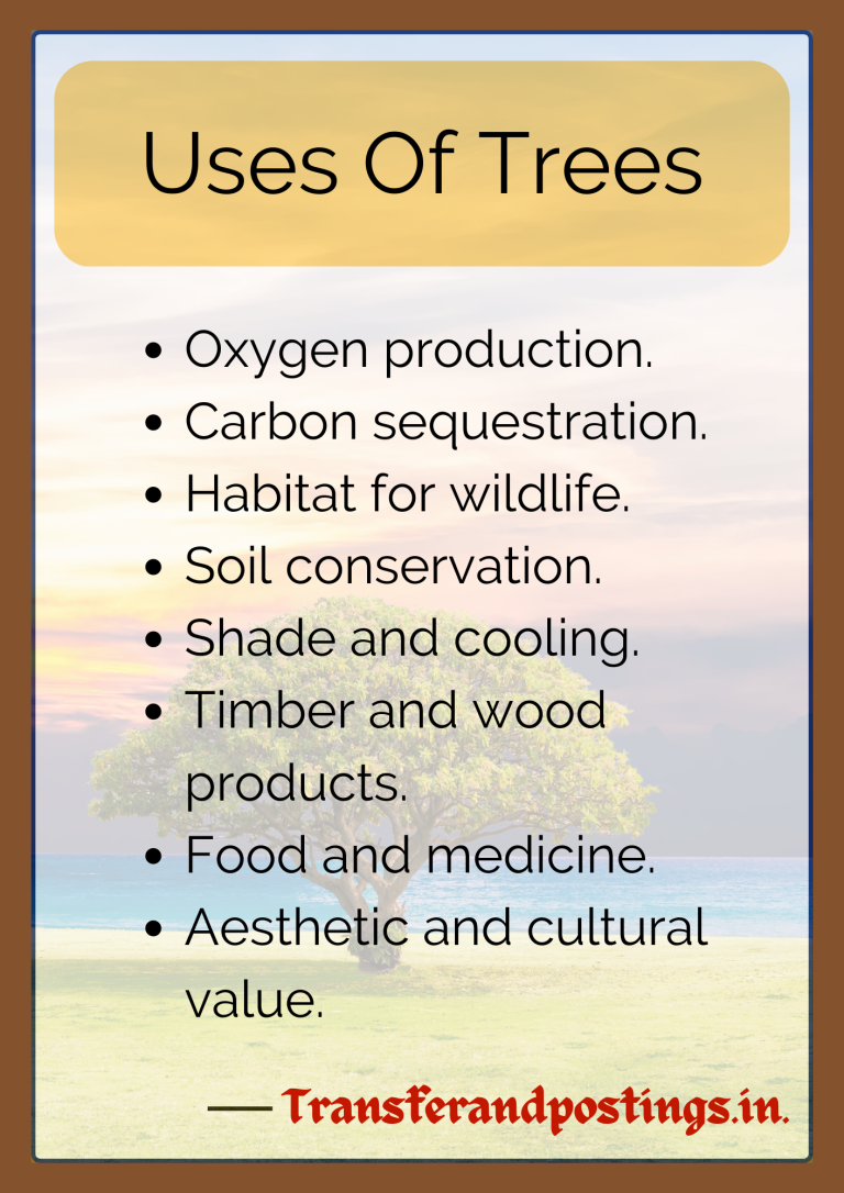 The Importance Of Trees: Why They Matter More Than You Think - Transfer ...