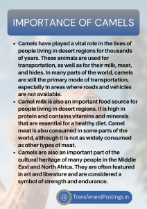 Paragraph On Camel: Survivors Of The Desert And Their Importance To ...