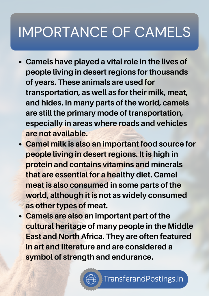 Paragraph On Camel: Survivors Of The Desert And Their Importance To ...