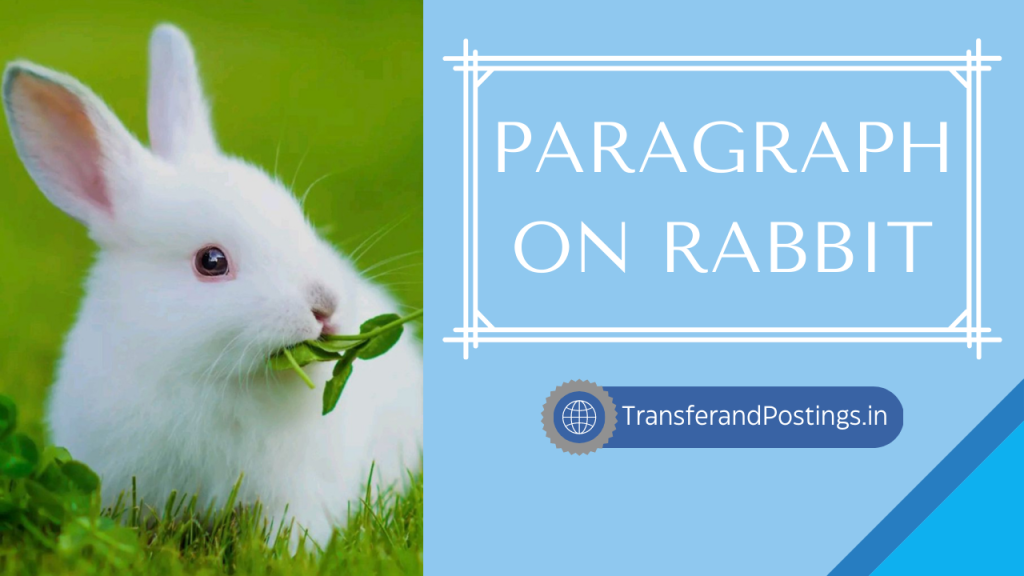 Paragraph On Rabbit: The Fascinating World Of Rabbits - Transfer and ...