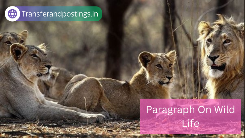 Paragraph On Wild Life: Exploring The Importance And Diversity Of Wild Animals - Transfer and ...