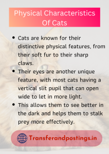 Paragraph On Cat: The Fascinating World Of Cats Exploring Their History ...