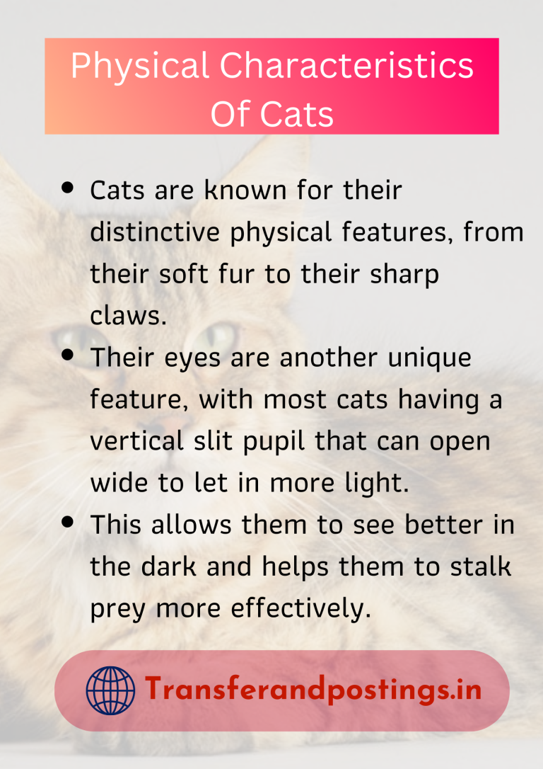 Paragraph On Cat: The Fascinating World Of Cats Exploring Their History ...